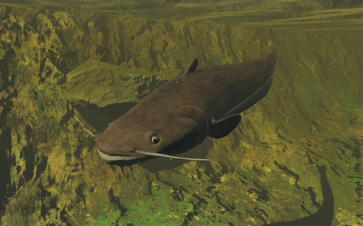 Catfish | Feed and Grow Fish Wikia | Fandom