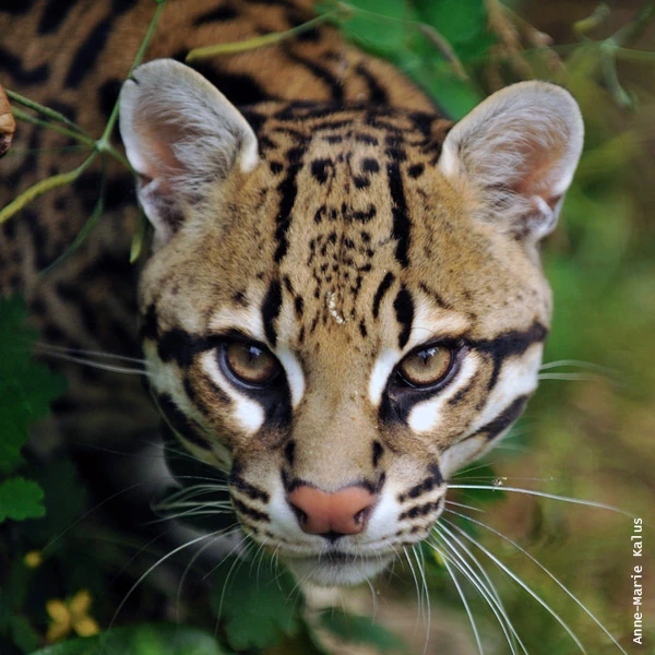 Ocelote | Felinos Wiki | Fandom