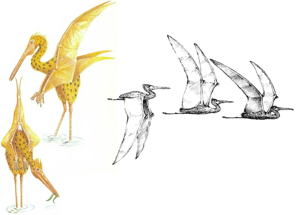 Category:Order: Pterosauria | Fiction Taxonomy Wiki | Fandom