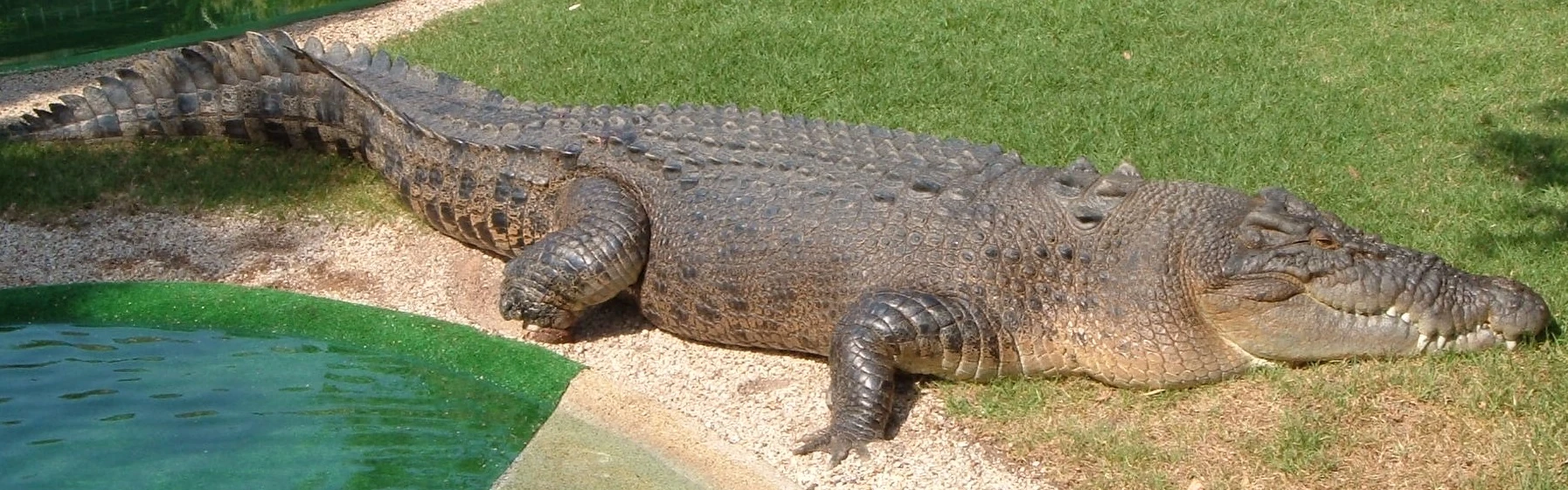 Crocodilians | Fictional Reptiles Wiki | Fandom
