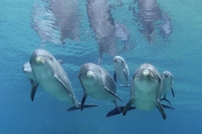 Miniature Bottlenose Dolphins | Fictspedia Wiki | Fandom