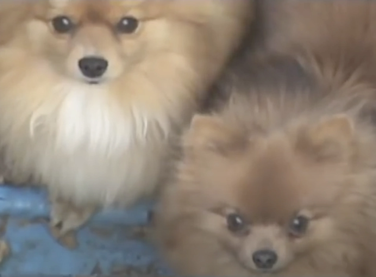 Neighborhood squirrels | Fred Figglehorn Wiki | Fandom