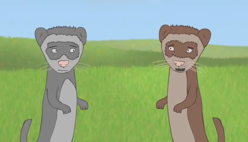 Ferrets | Filmcow Wiki | Fandom
