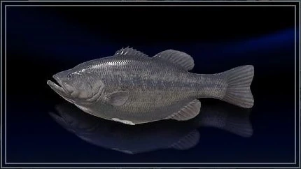 Final Fantasy XV fish | Final Fantasy Wiki | Fandom