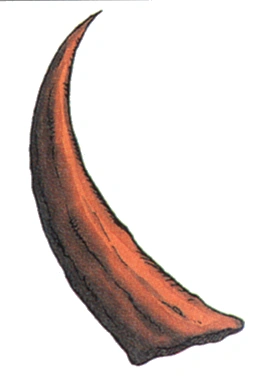 Fang of Earth | Final Fantasy Wiki | Fandom