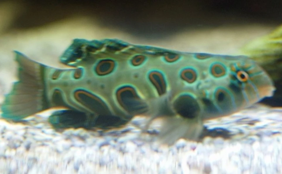 Blenny | Finding nemo species Wikia | Fandom