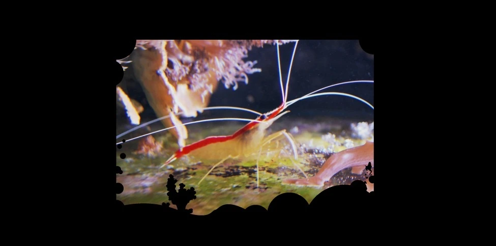 Jacques | Finding nemo species Wikia | Fandom