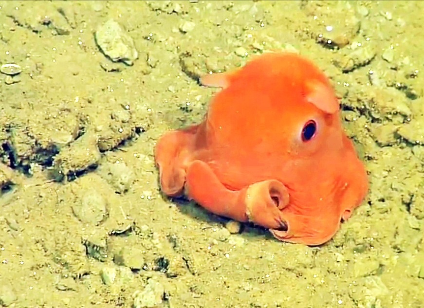 Category:Octo | Finding nemo species Wikia | FANDOM powered by Wikia Category:Octo | Finding nemo species Wikia | FANDOM powered by Wikia