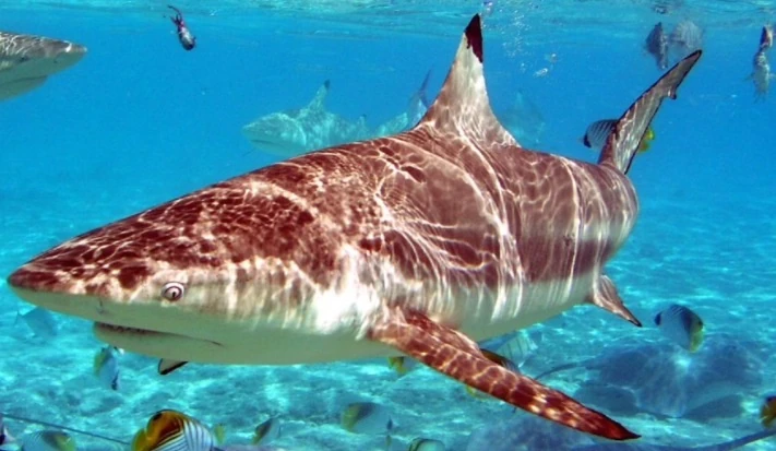 Red shark | Finding nemo species Wikia | FANDOM powered by Wikia