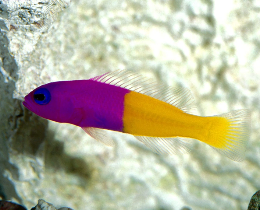 Royal Dottyback | FishVille Wiki | Fandom