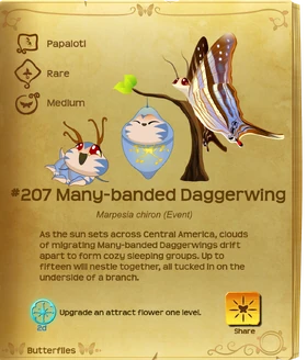Many-banded Daggerwing | Flutter Butterfly Sanctuary Wiki | Fandom