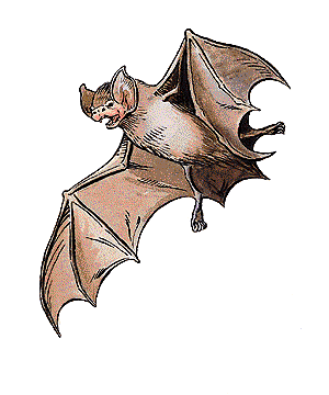 Bat | Forgotten Realms Wiki | Fandom