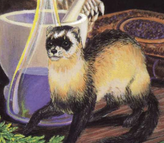 Ferret | Forgotten Realms Wiki | Fandom