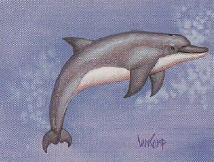 Dolphin | Forgotten Realms Wiki | Fandom