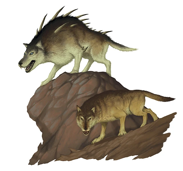 Dire wolf | Forgotten Realms Wiki | FANDOM powered by Wikia