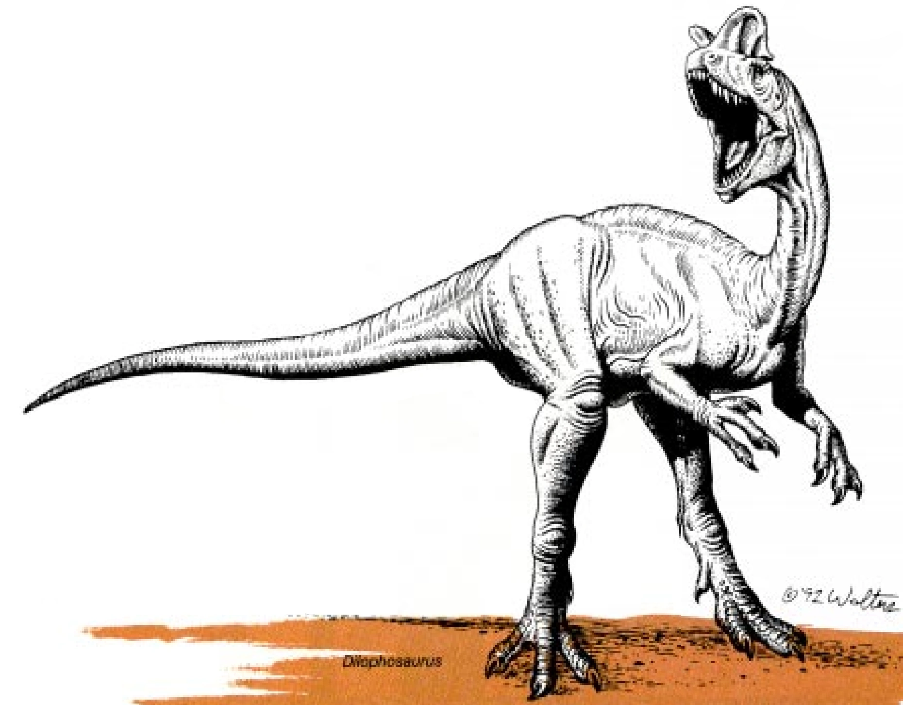 Dilophosaurus | Forgotten Realms Wiki | Fandom