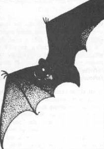 Giant bat | Forgotten Realms Wiki | Fandom