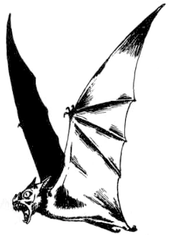 Bat | Forgotten Realms Wiki | Fandom