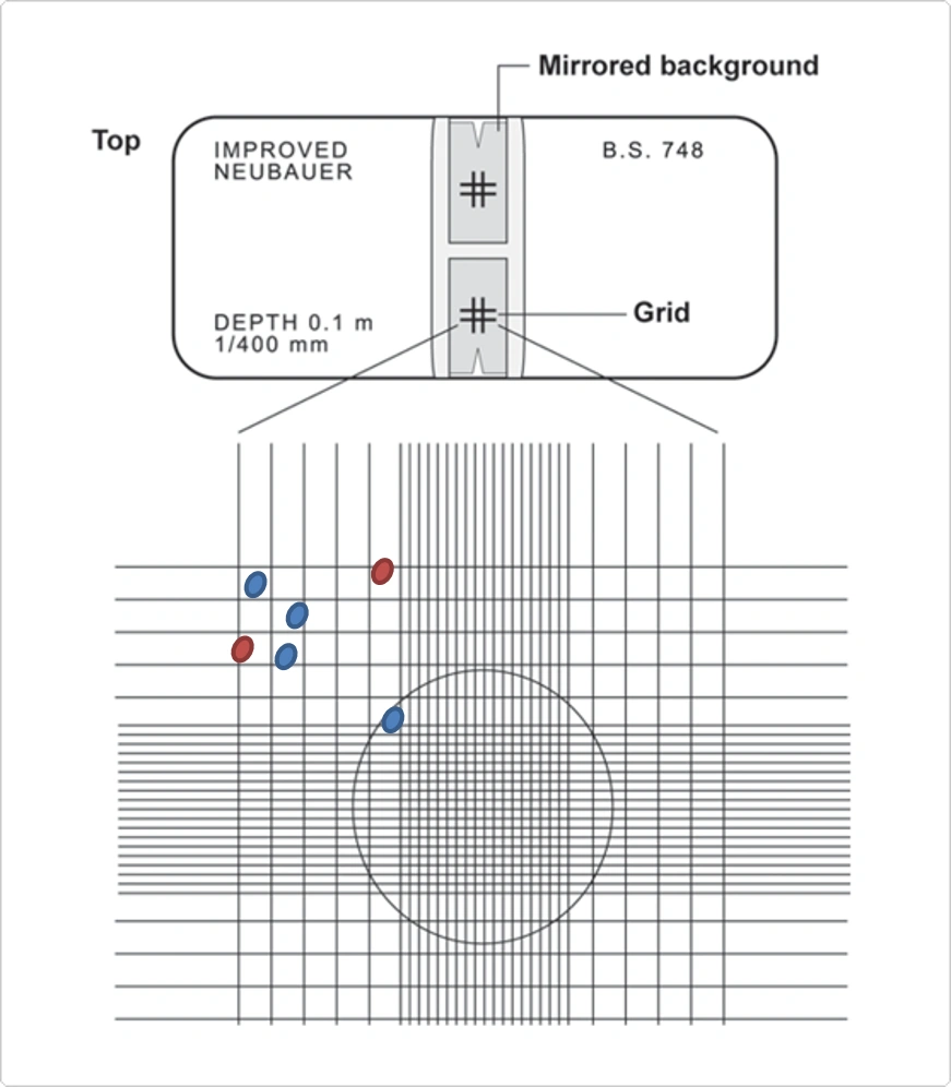 Counting Tetrahymena with a Hemacytometer | Forney Lab Wiki | Fandom