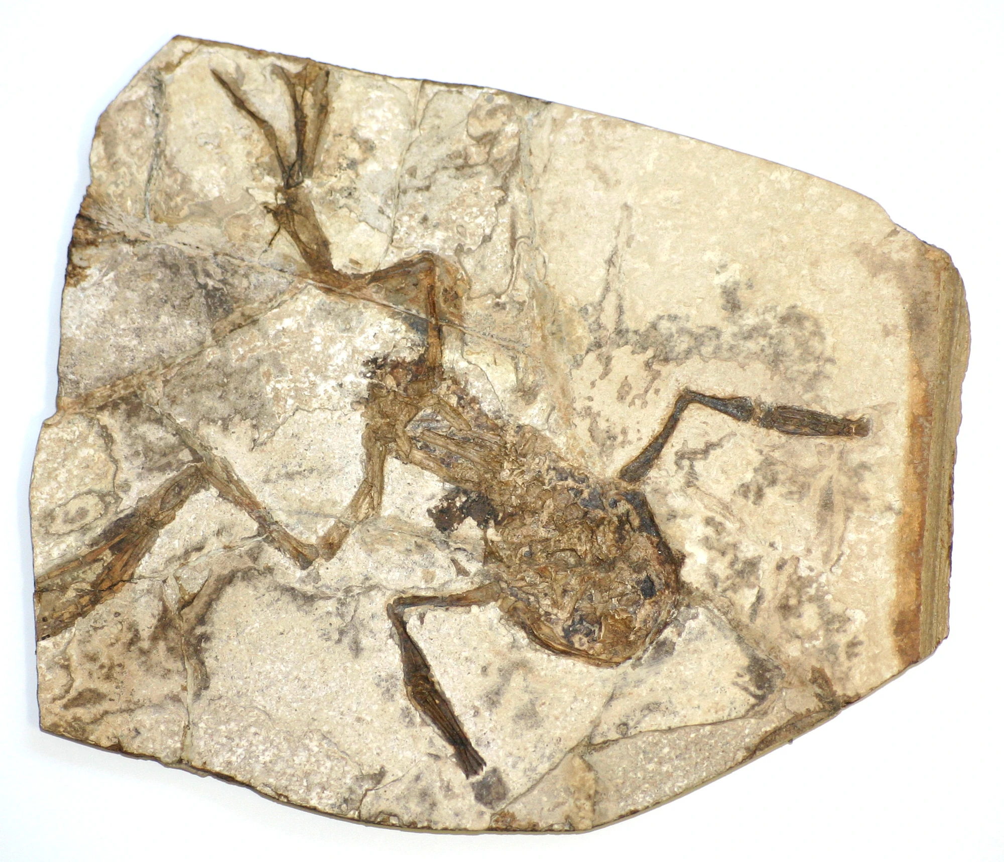 Frog | Fossil Wiki | Fandom