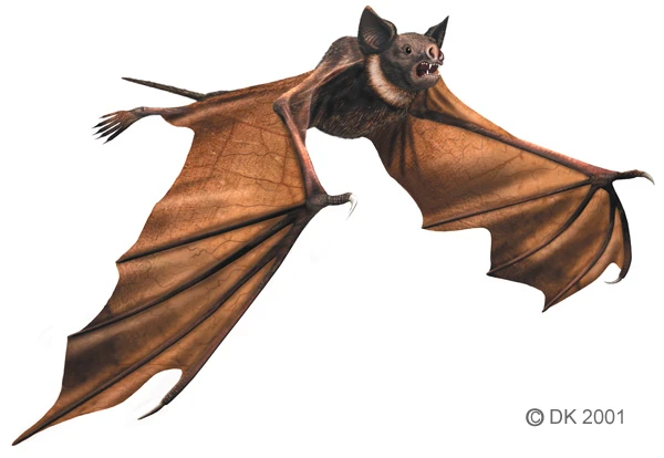 Category:Eocene bats | Fossil Wiki | FANDOM powered by Wikia