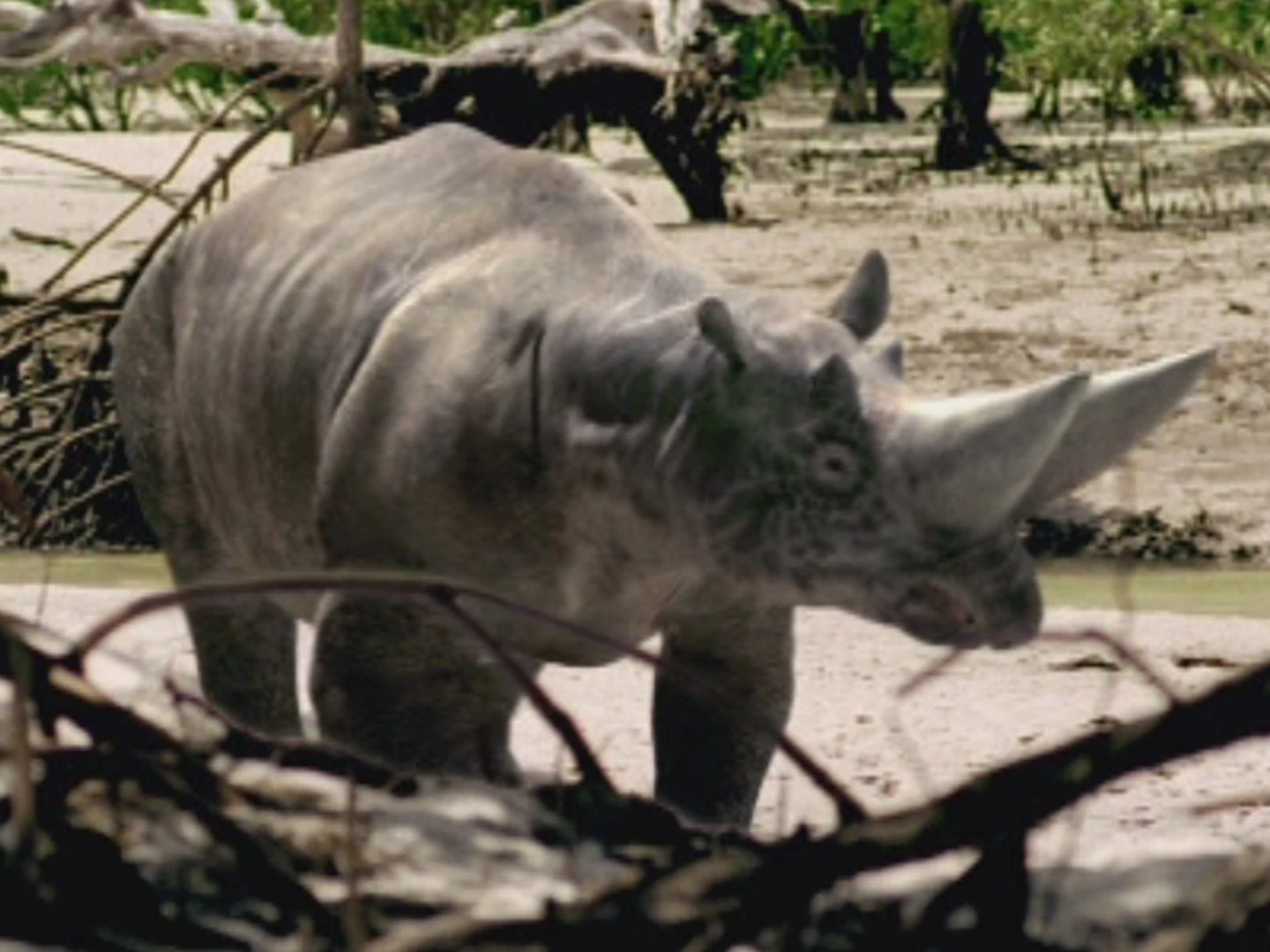 Image - Arsinoitherium .jpeg | Fossil Wiki | FANDOM powered by Wikia