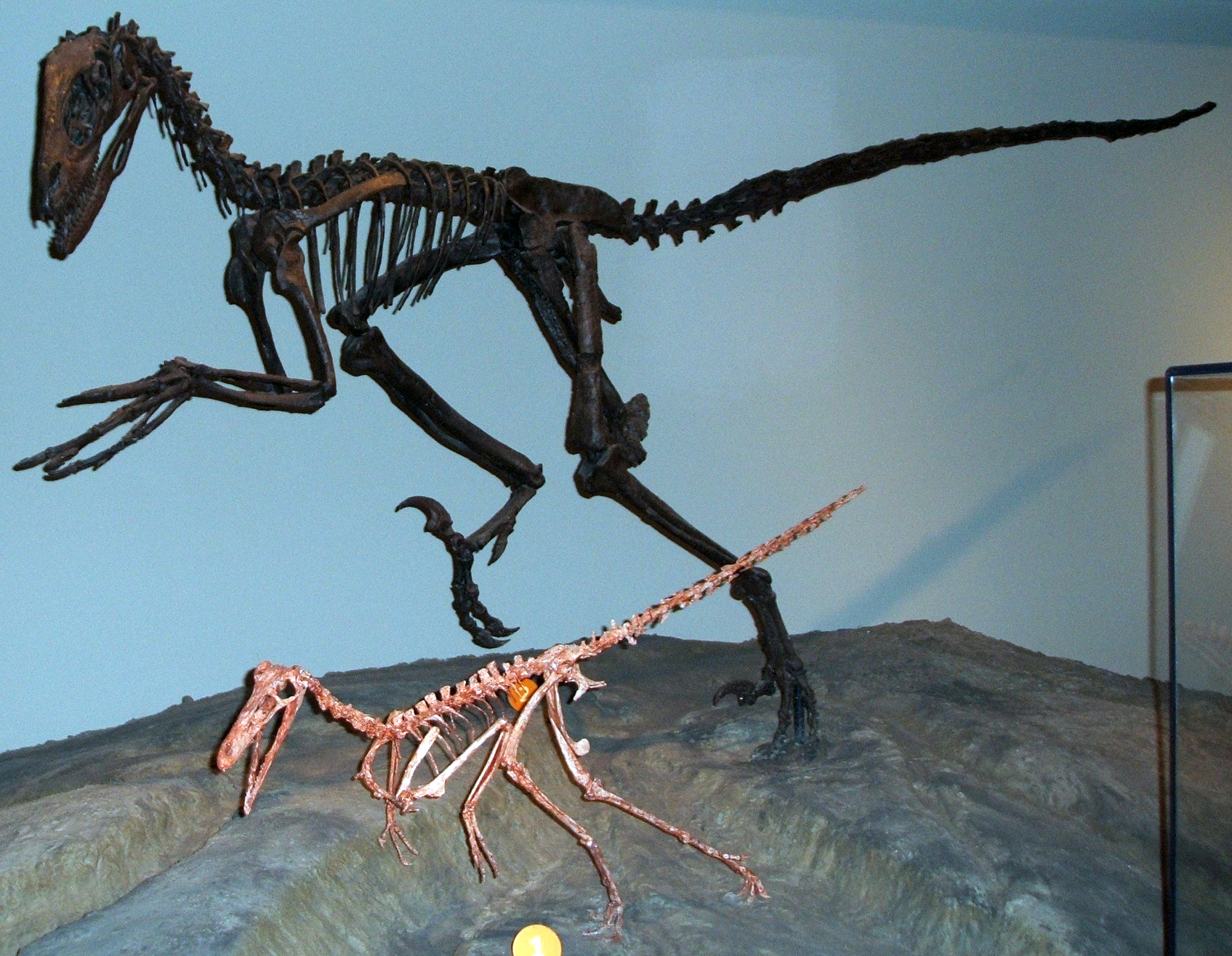 Dromaeosauridae Fossil Wiki Fandom Powered By Wikia