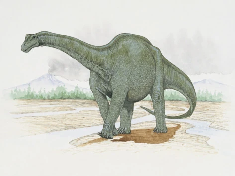 Haplocanthosaurus | Fossil Wiki | Fandom