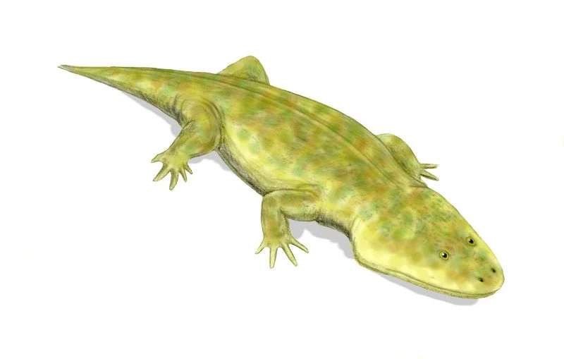 Metoposaurus | Fossil Wiki | Fandom