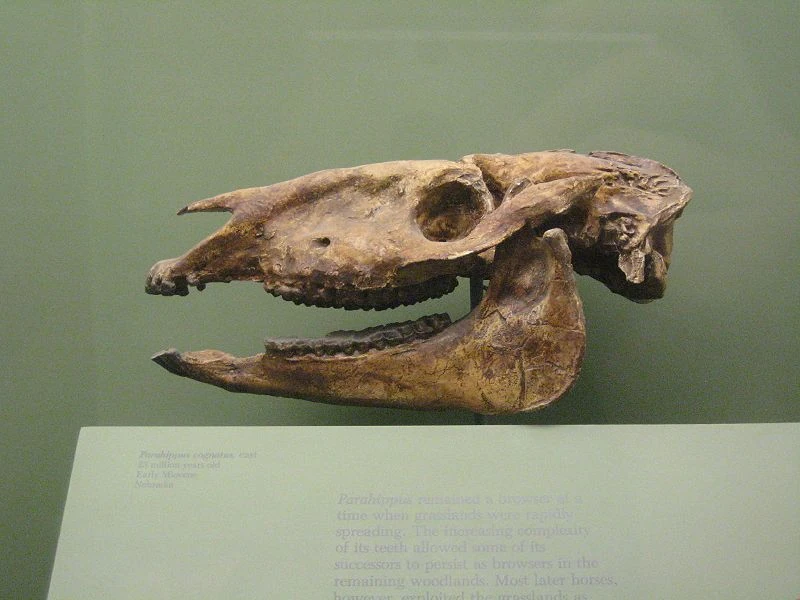 Parahippus | Fossil Wiki | Fandom