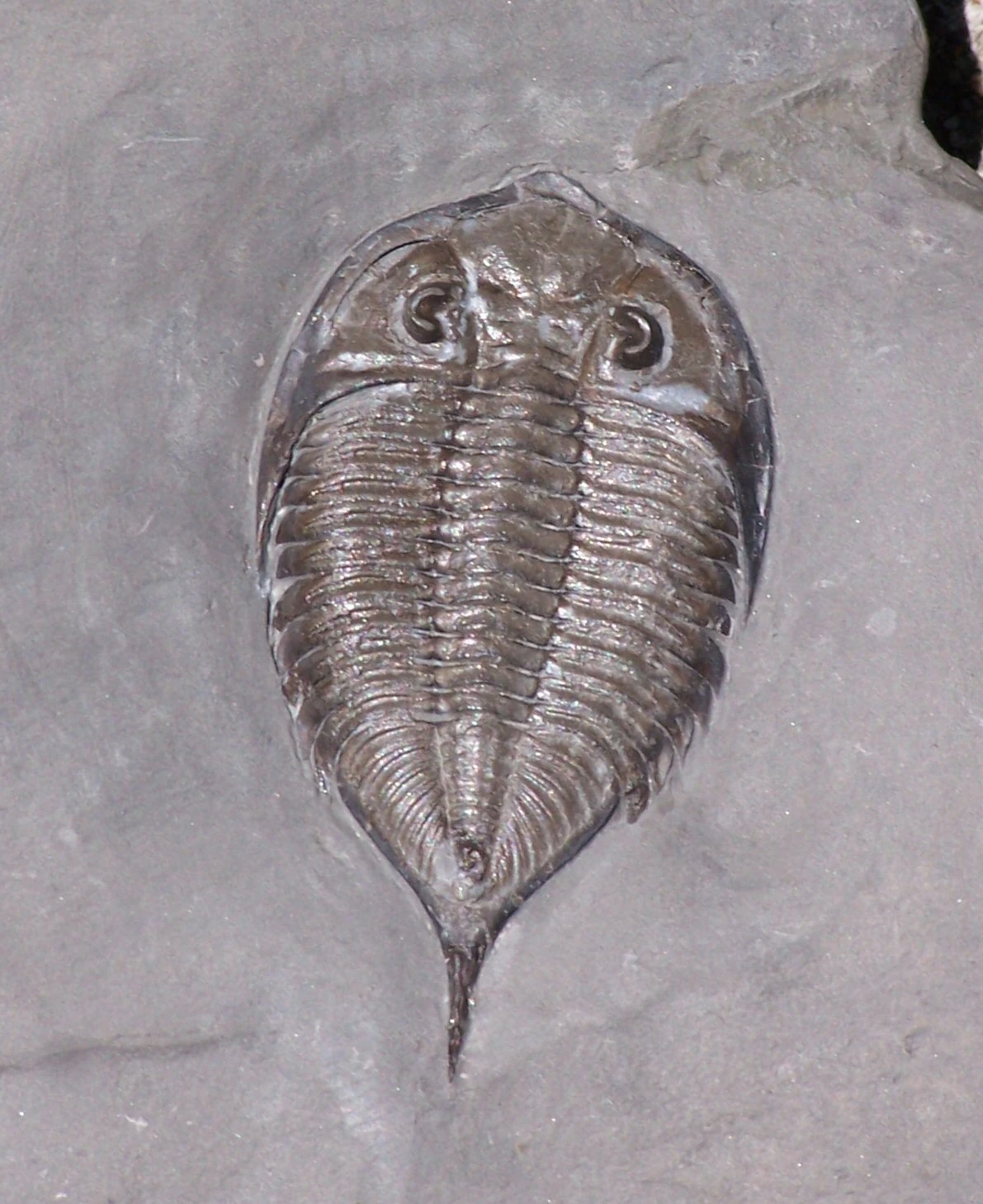Category:Trilobites | Fossil Wiki | FANDOM powered by Wikia