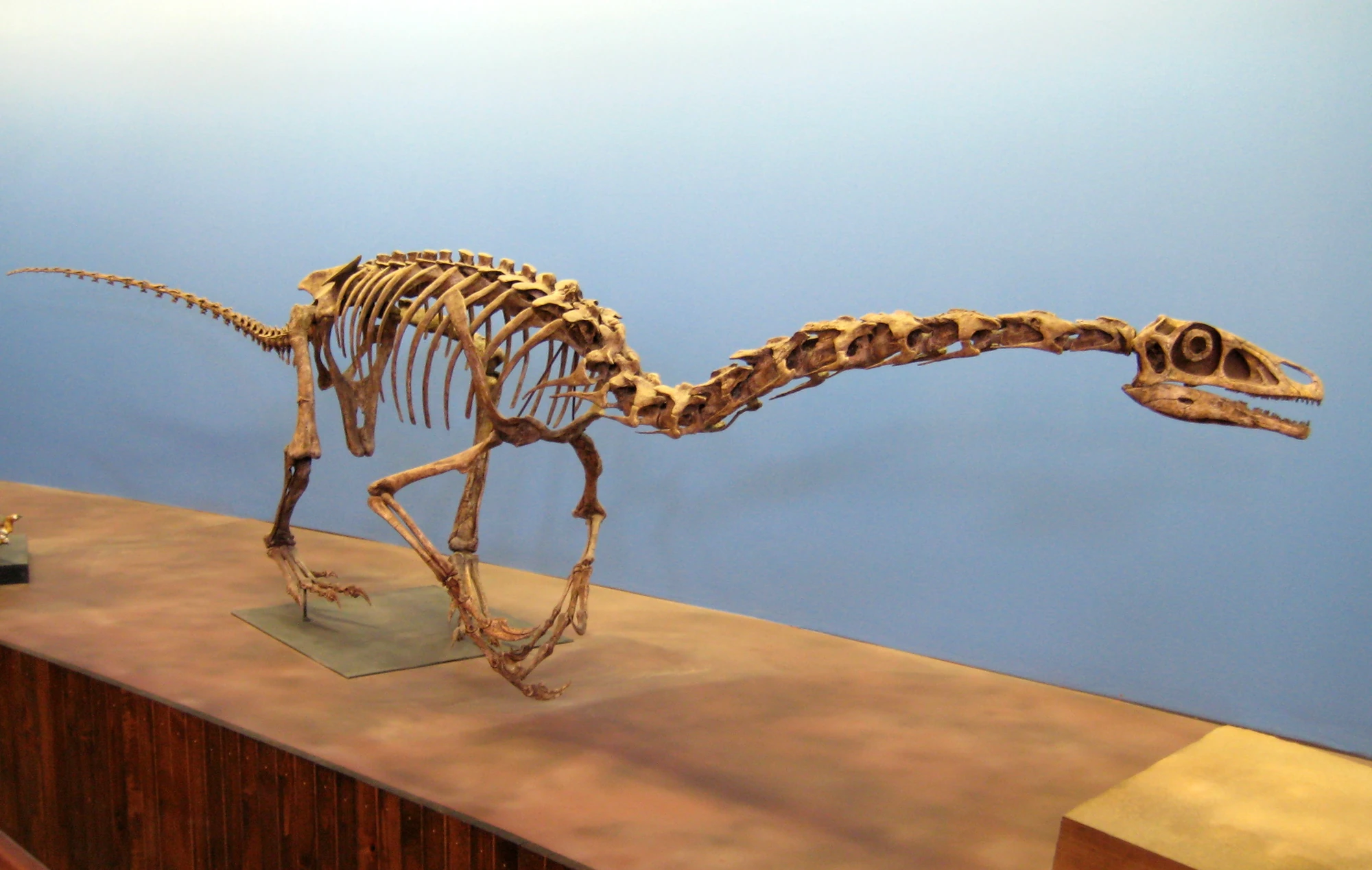 Falcarius | Fossil Wiki | Fandom