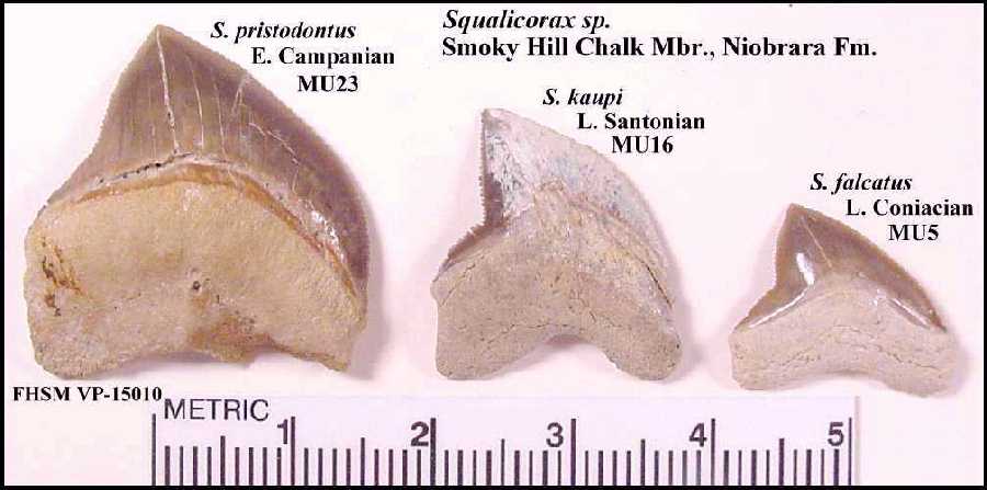 Squalicorax Fossil Wiki Fandom Powered By Wikia