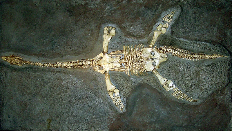 Plesiosaur | Fossil Wiki | FANDOM powered by Wikia