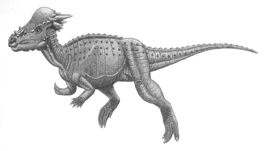 Pachycephalosauria | Fossil Wiki | Fandom