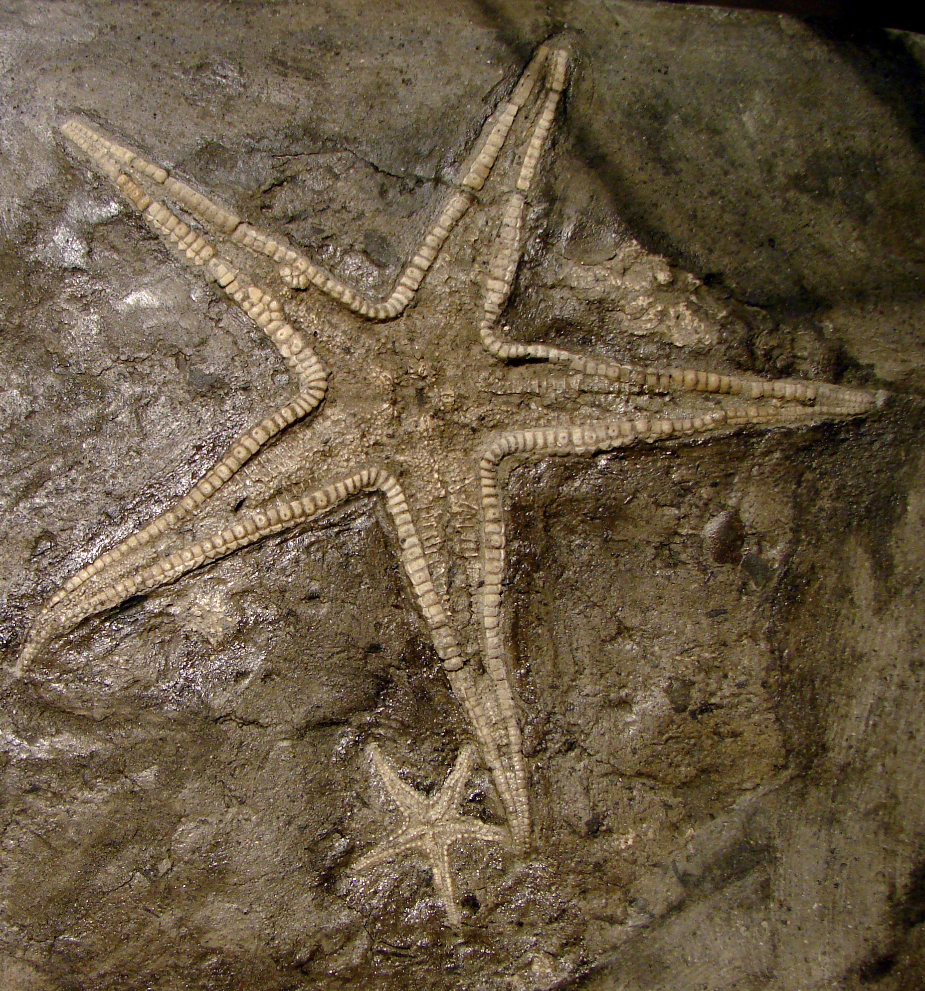 List of prehistoric starfish | Fossil Wiki | Fandom