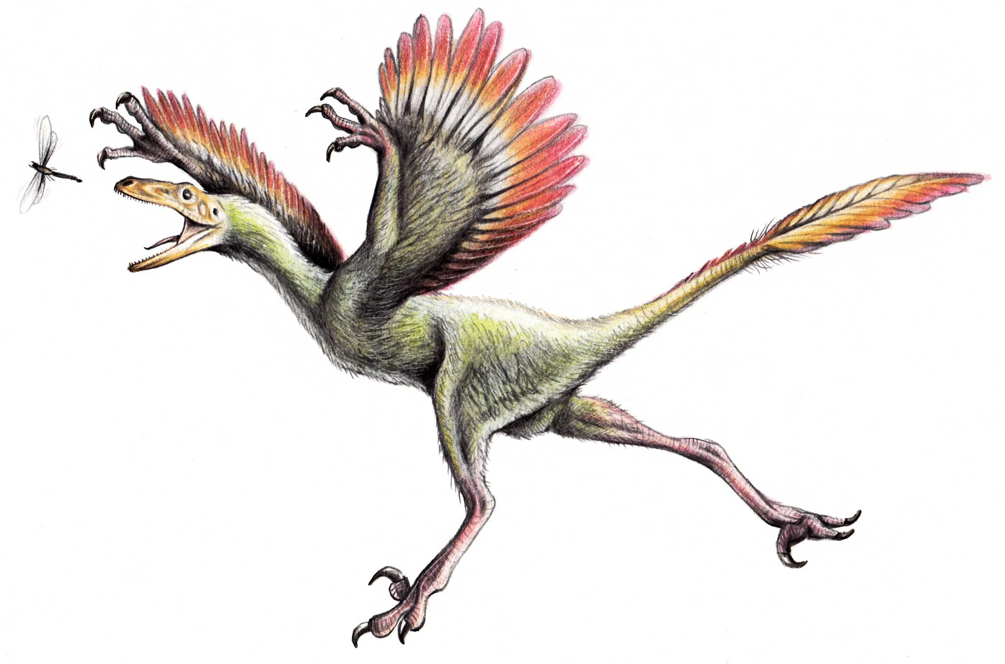 Bambiraptor | Fossil Wiki | Fandom