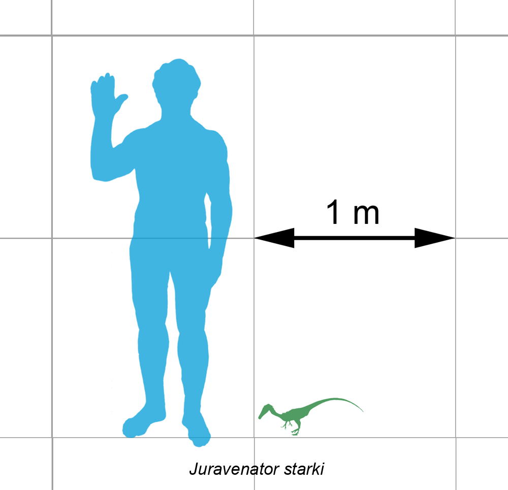 Juravenator Fossil Wiki Fandom Powered By Wikia