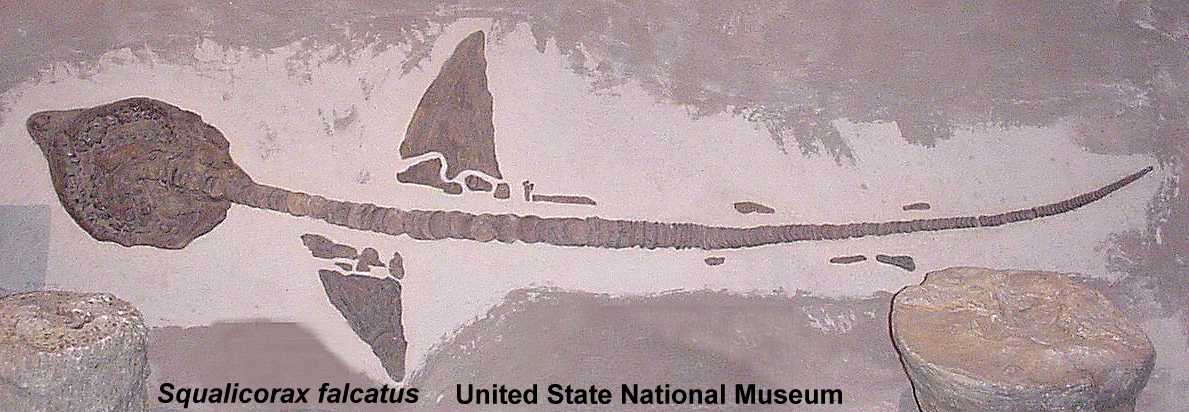Squalicorax Falcatus Fossil Wiki Fandom Powered By Wikia