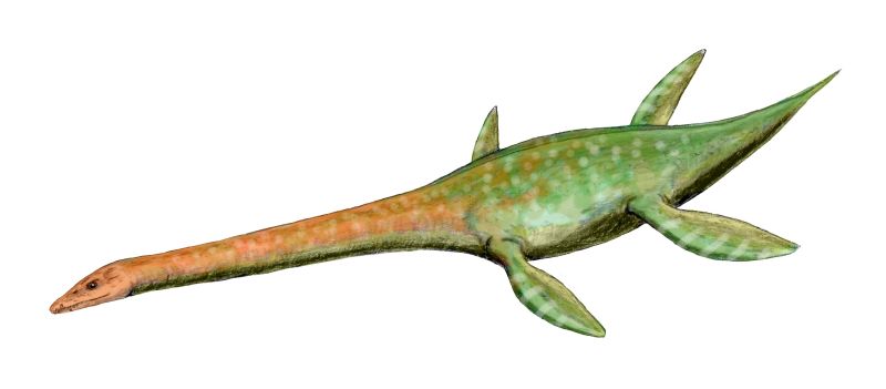 List Of Plesiosaurs Fossil Wiki Fandom Powered By Wikia