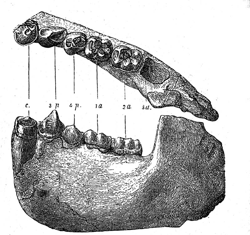 Dryopithecus Fossil Wiki Fandom Powered By Wikia