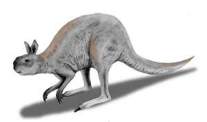 Procoptodon | Fossil Wiki | Fandom