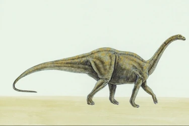Melanorosaurus | Fossil Wiki | Fandom