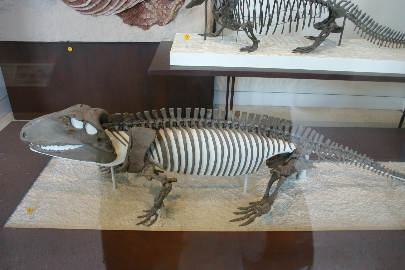 Ophiacodon | Fossil Wiki | FANDOM powered by Wikia