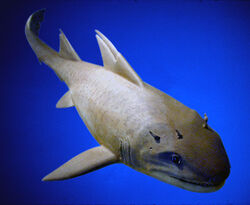 Hybodus | Fossil Wiki | Fandom