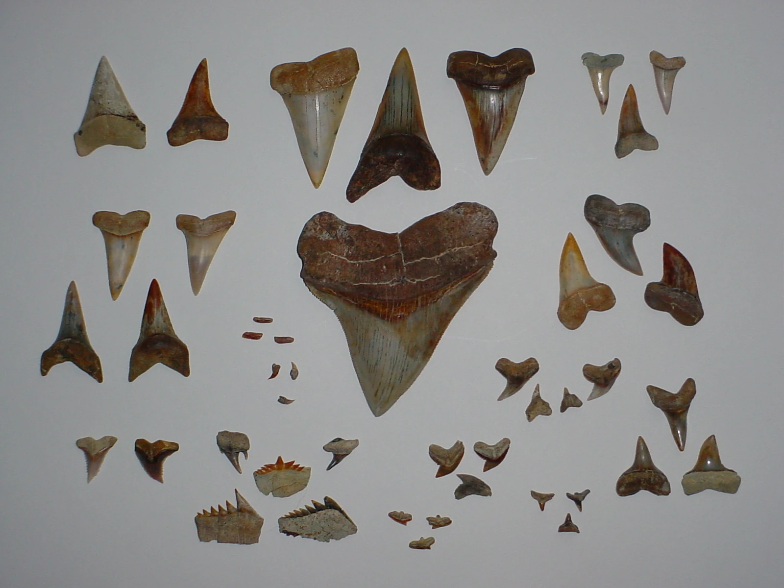 Sharktooth Hill fauna | Fossil Wiki | Fandom