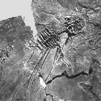 Icarosaurus | Fossil Wiki | Fandom