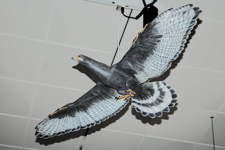 Sapeornis | Fossil Wiki | Fandom