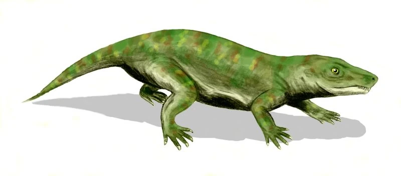 Therocephalia | Fossil Wiki | FANDOM powered by Wikia