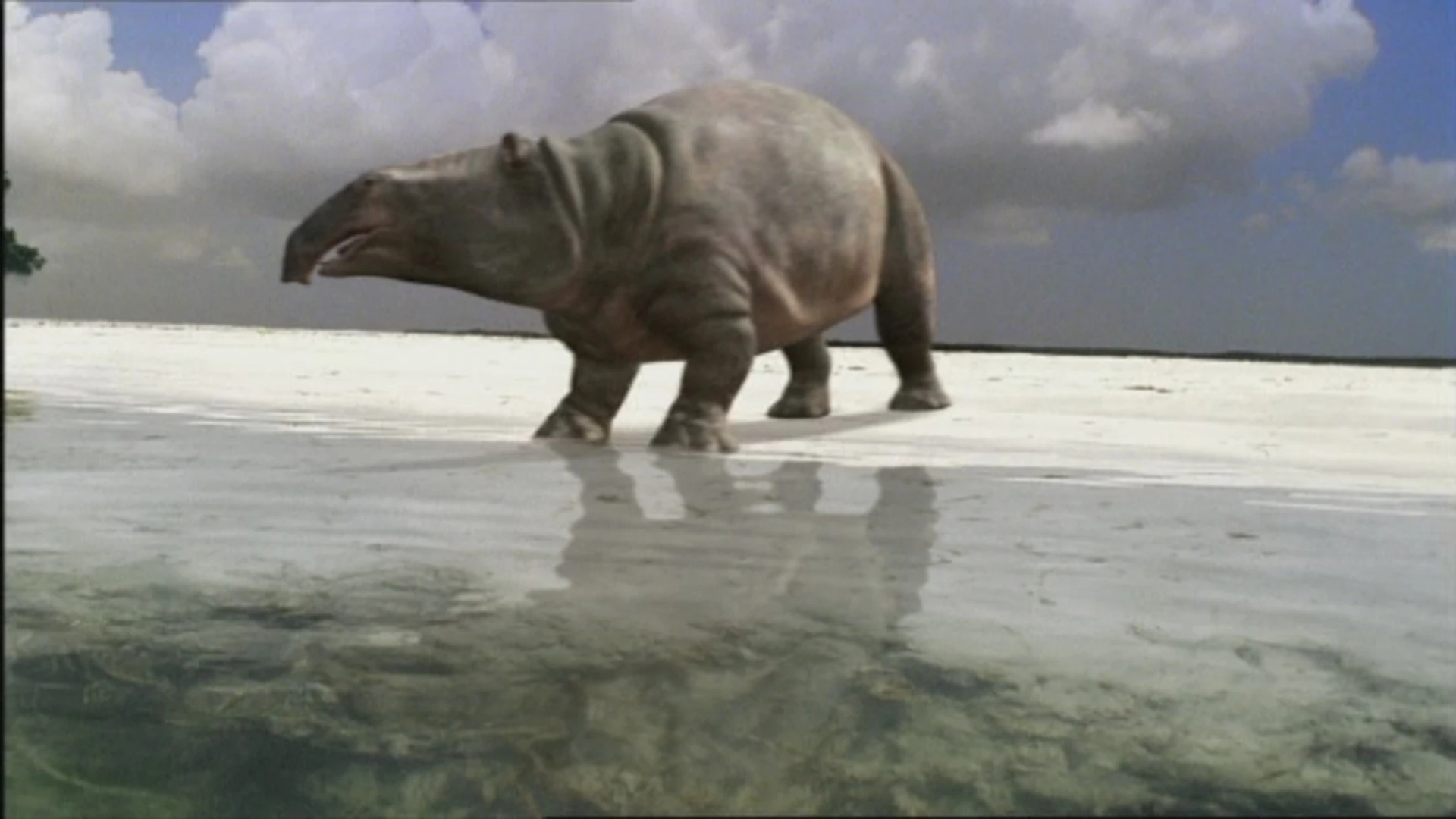 Moeritherium | Fossil Wiki | Fandom